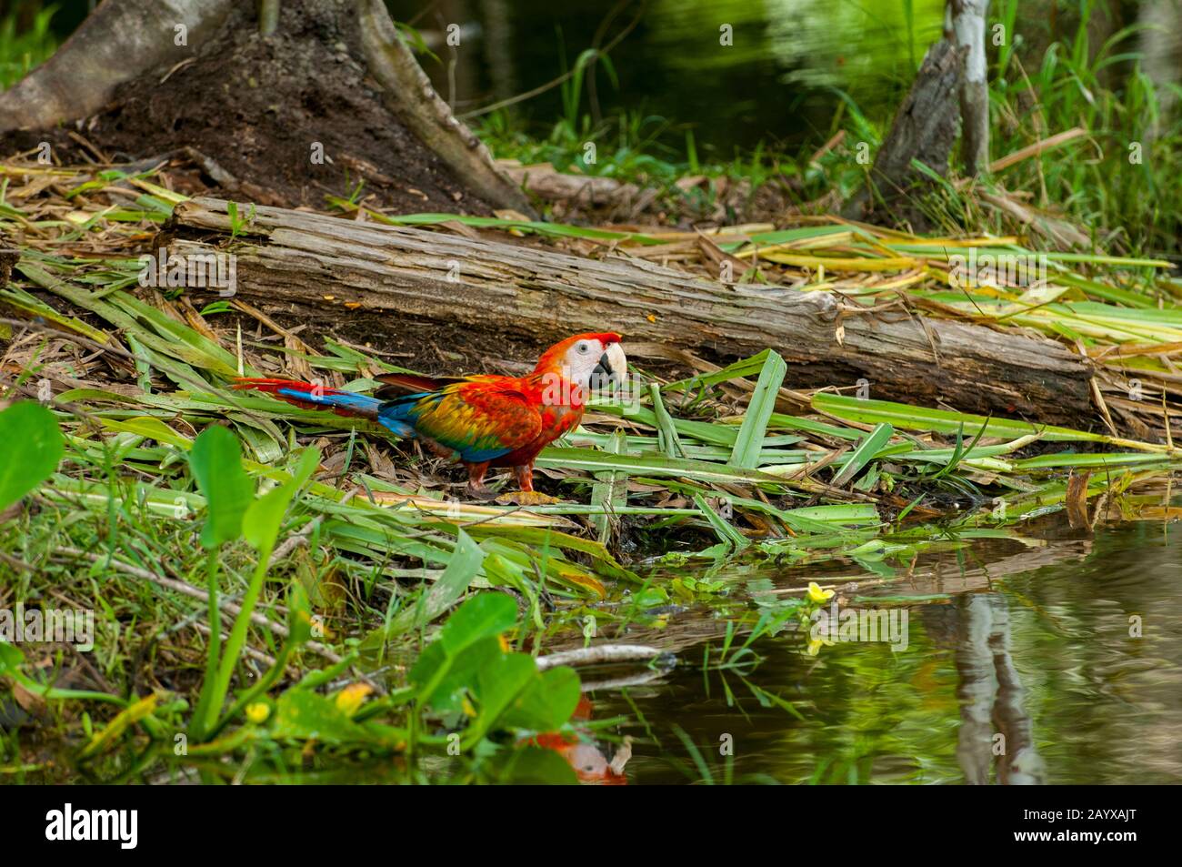 A scarlet macaw (Ara macao) at a pond in the rainforest at the Maranon ...
