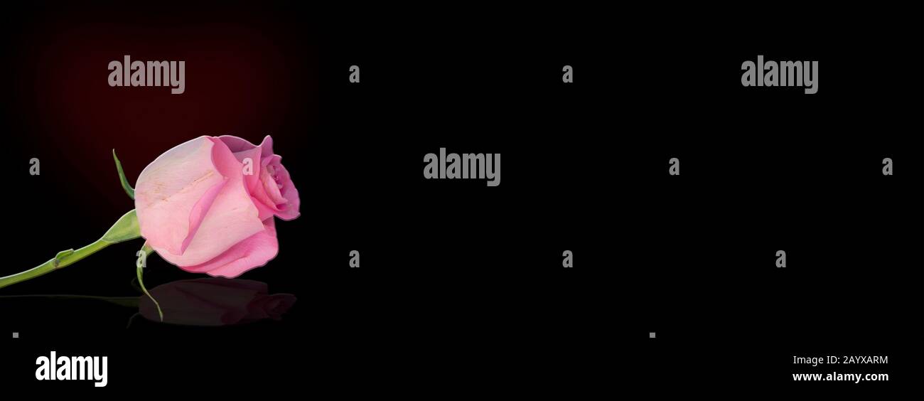 Pink rose banner with copy space on black background, flower day ...