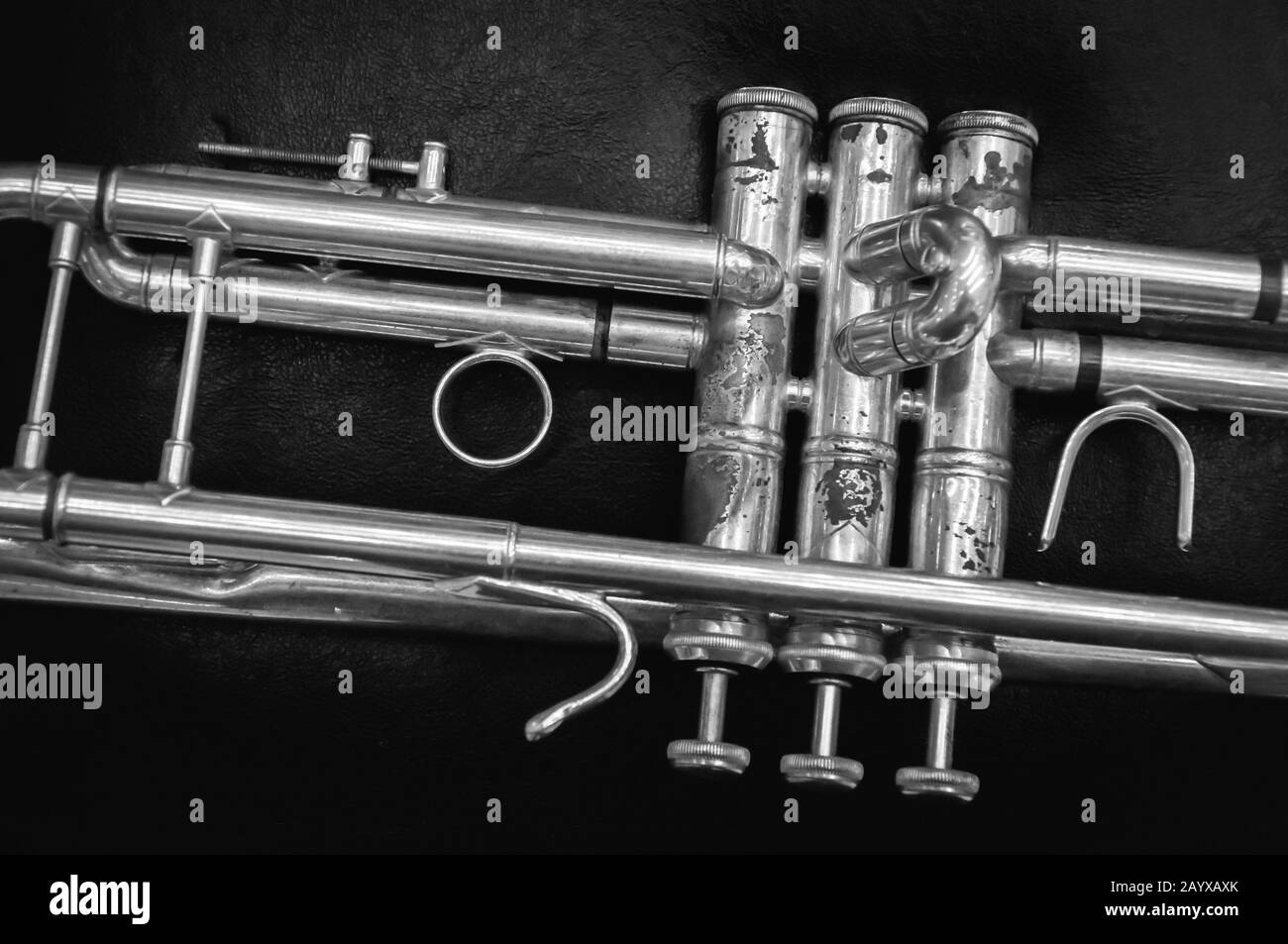 White trumpet hi-res stock photography and images - Alamy