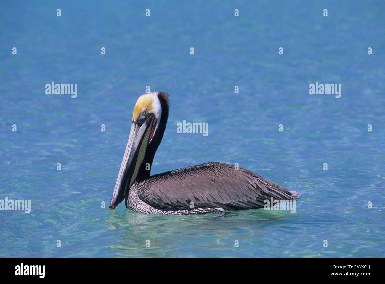 A Brown pelican (Pelecanus occidentalis) in breeding plumage is ...