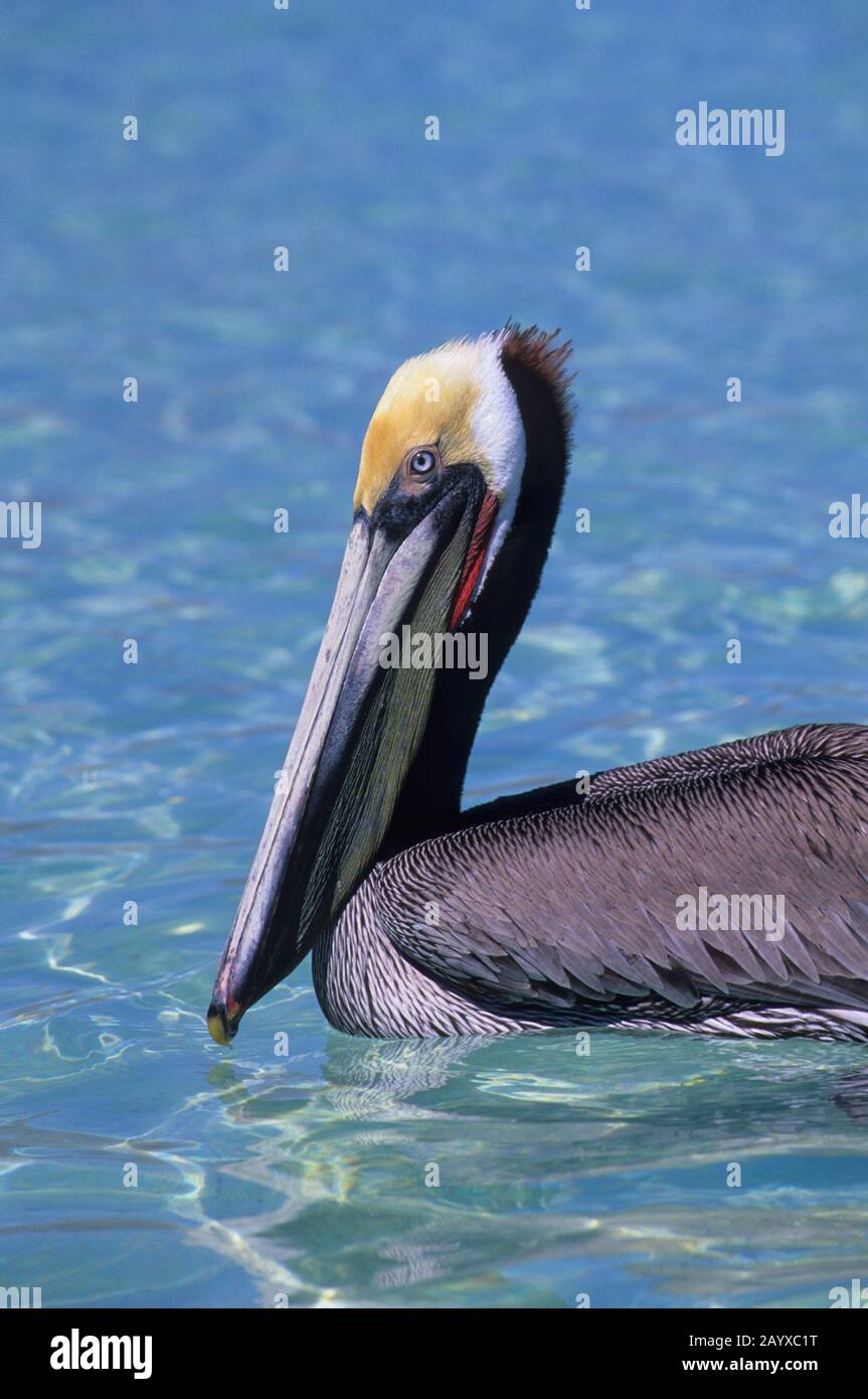 A Brown pelican (Pelecanus occidentalis) in breeding plumage is ...