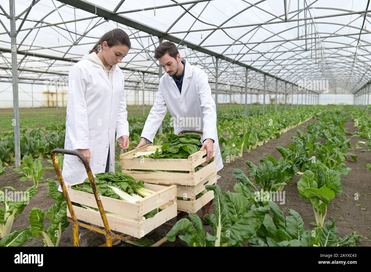 Apprentice in greenhouse checking plants Stock Photo - Alamy