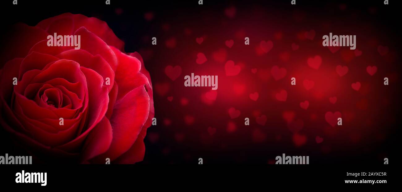 Valentine day banner - Red rose in romantic dark background with ...