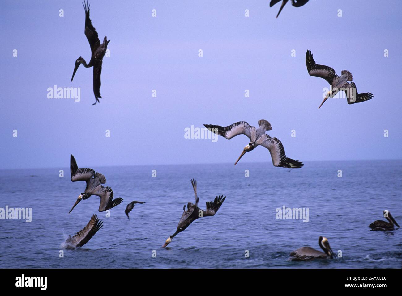 Plunge dive water america hi-res stock photography and images - Alamy