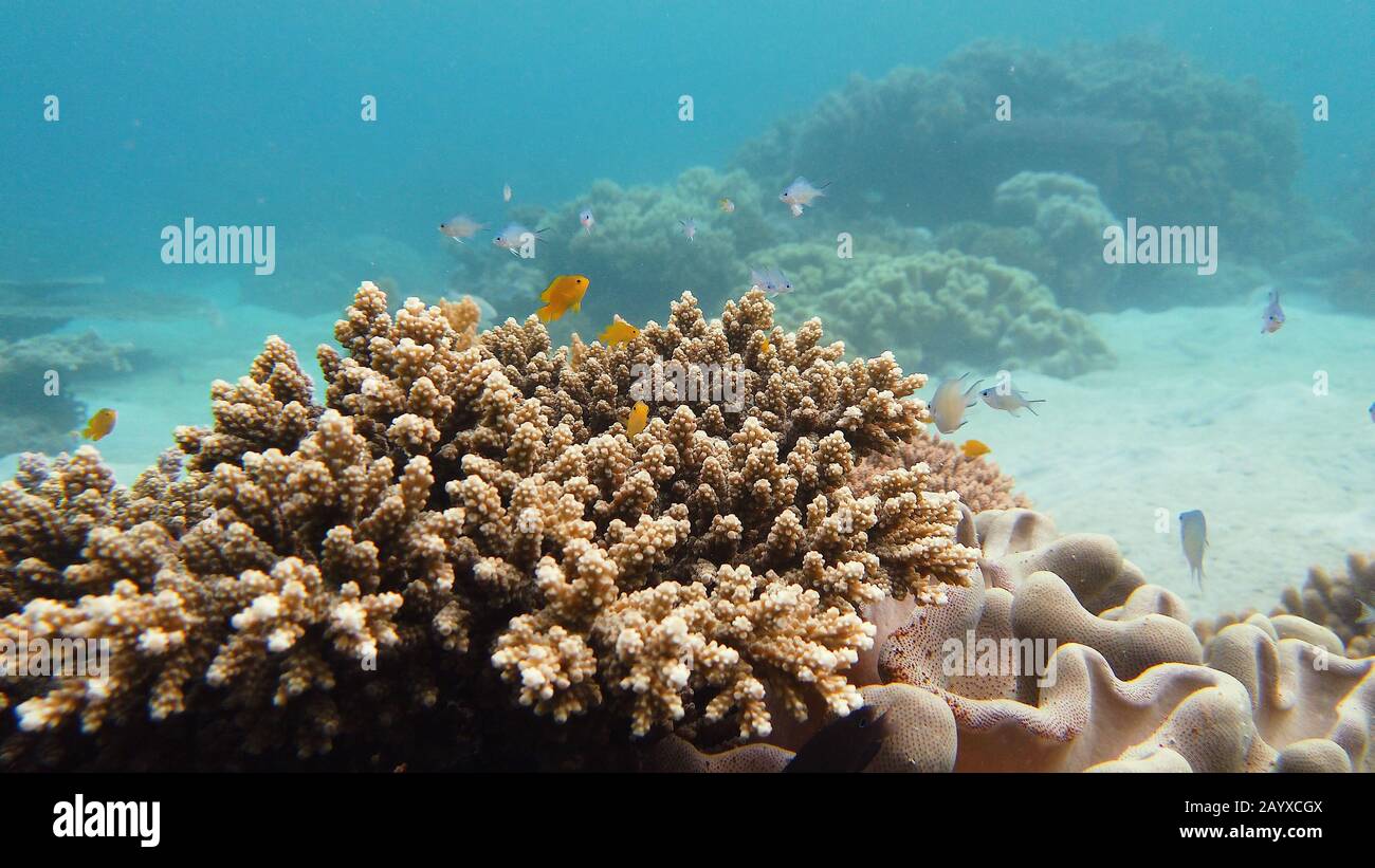 Tropical coral reef. Underwater fishes and corals. Leyte, Philippines ...