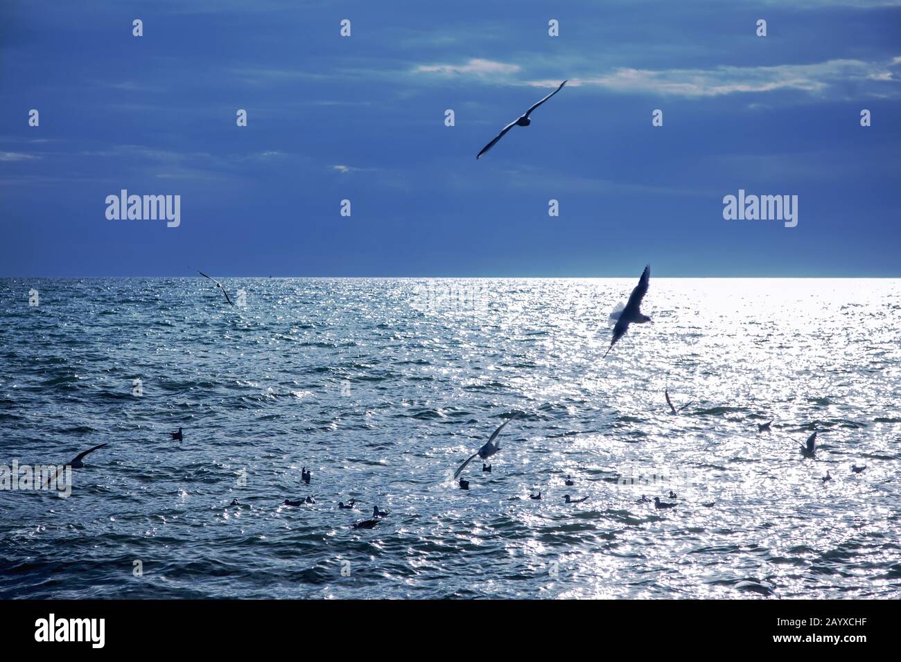 Birds soaring over ocean at sunset hi-res stock photography and images ...