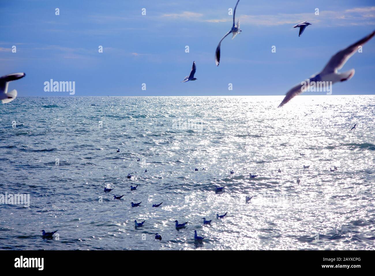 Birds soaring over ocean at sunset hi-res stock photography and images ...