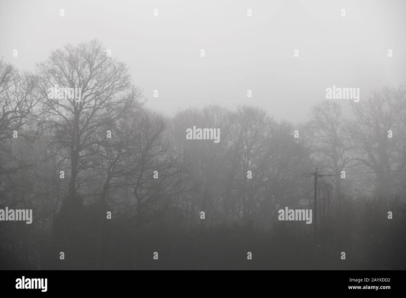 Mist clearing through winter trees Stock Photo - Alamy