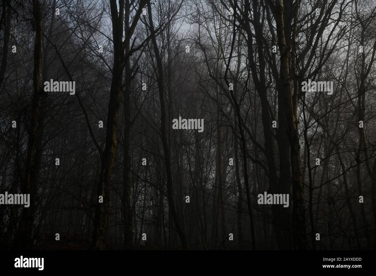 Mist clearing through winter trees Stock Photo - Alamy