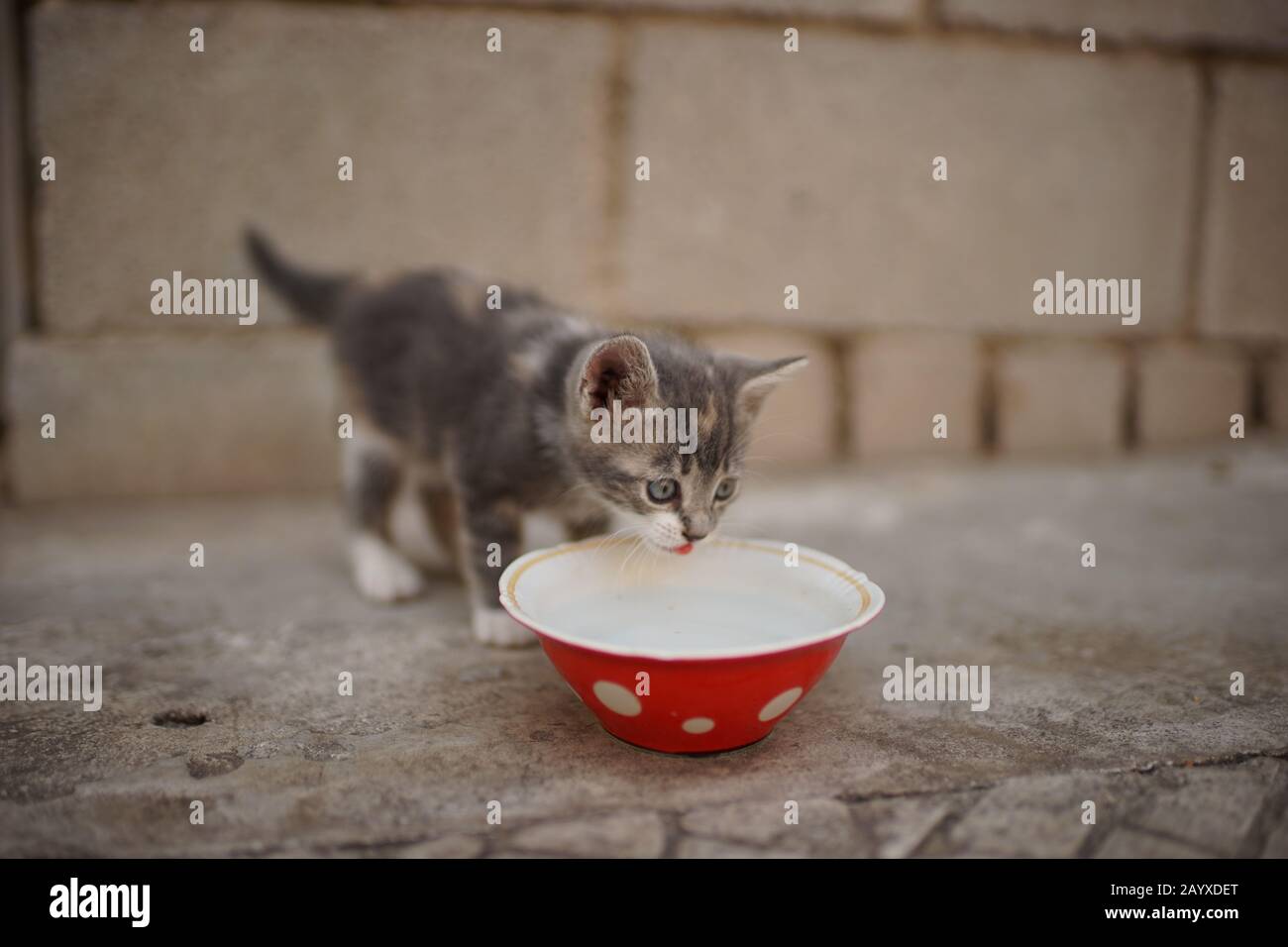 Grey kitten eating food from a red bowl. Lovely little cat eat outdoor ...