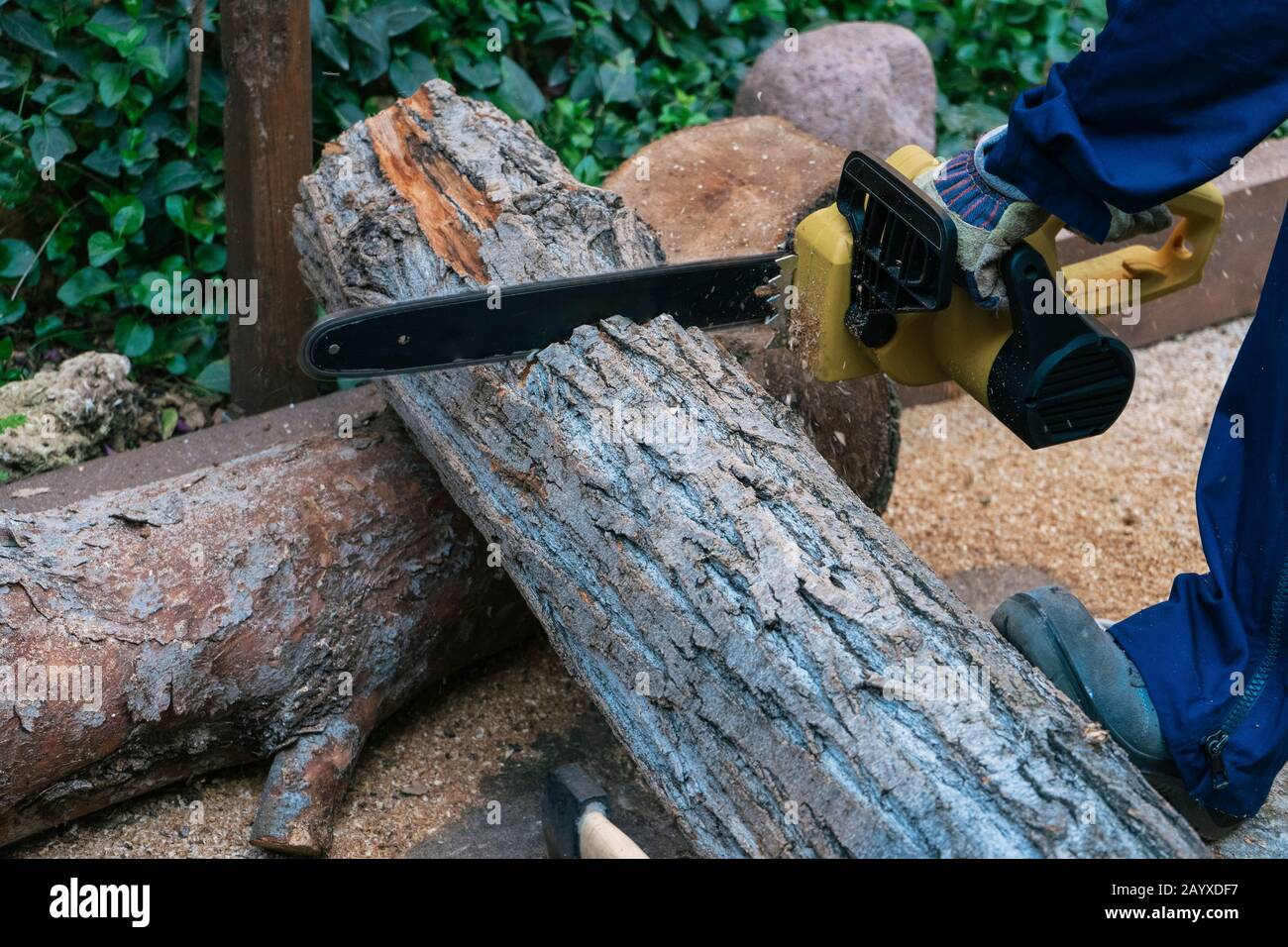 Sawing firewood hi-res stock photography and images - Alamy