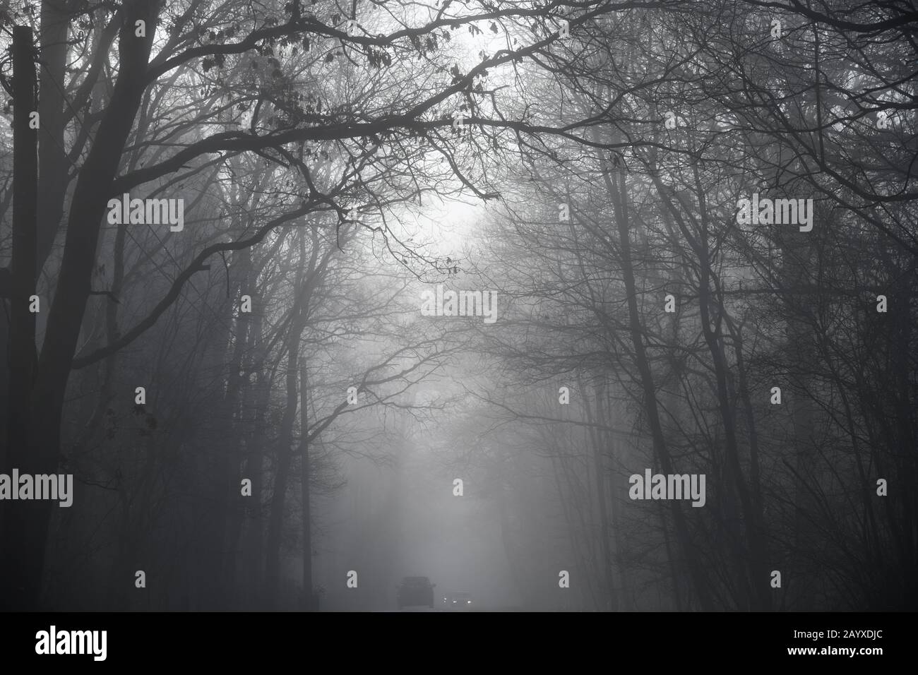 Mist clearing through winter trees Stock Photo - Alamy