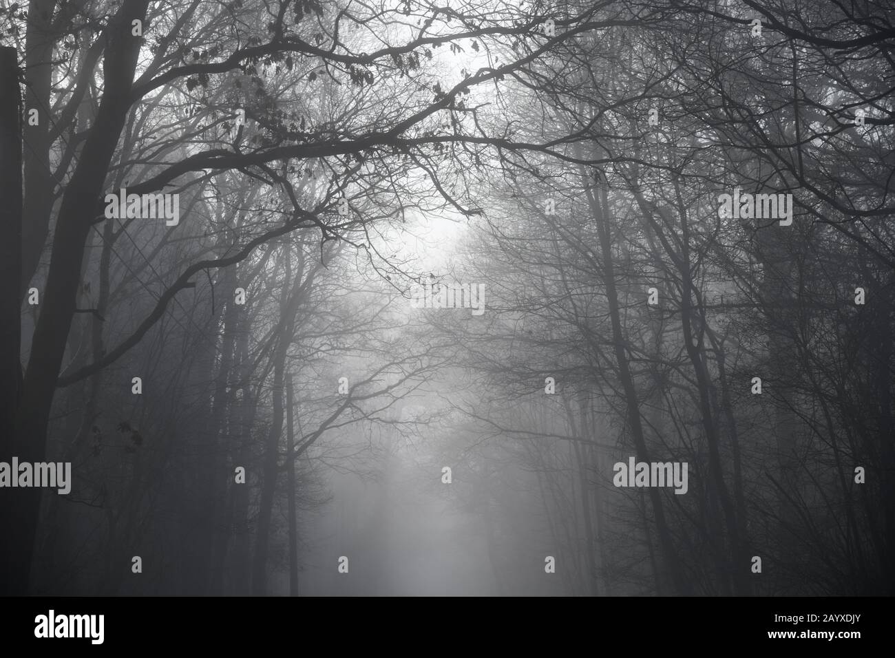 Mist clearing through winter trees Stock Photo - Alamy