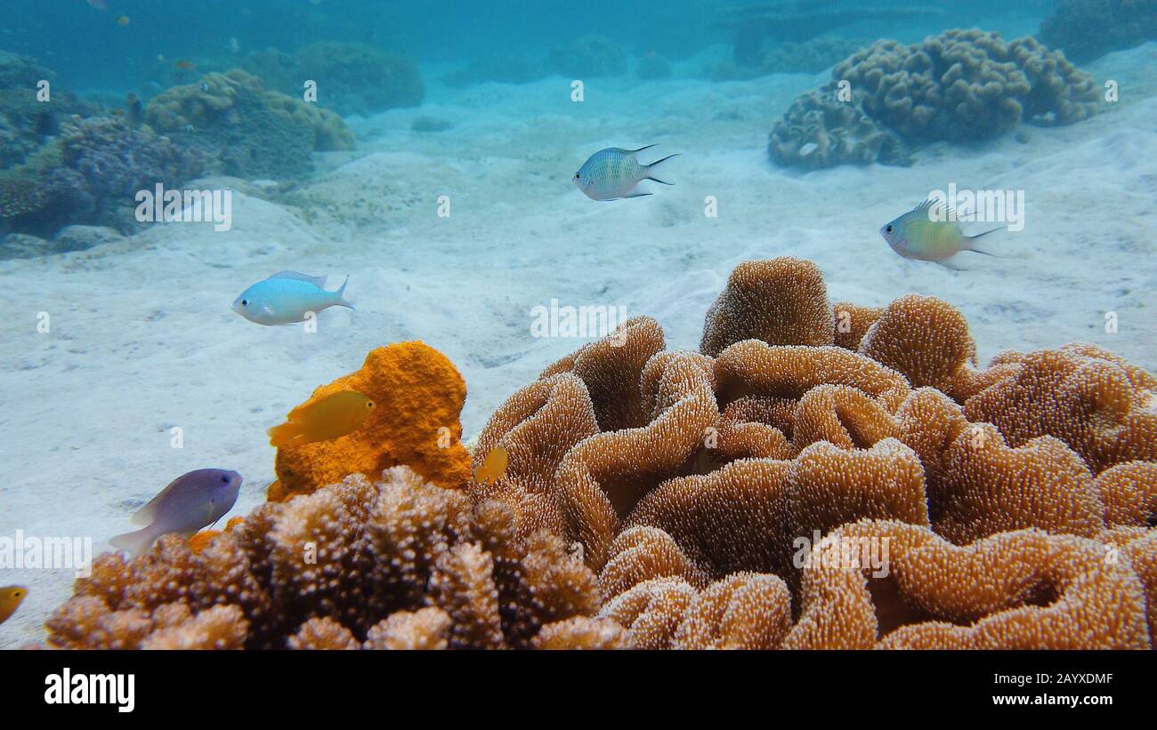 Coral reef and tropical fishes. The underwater world of the Philippines ...