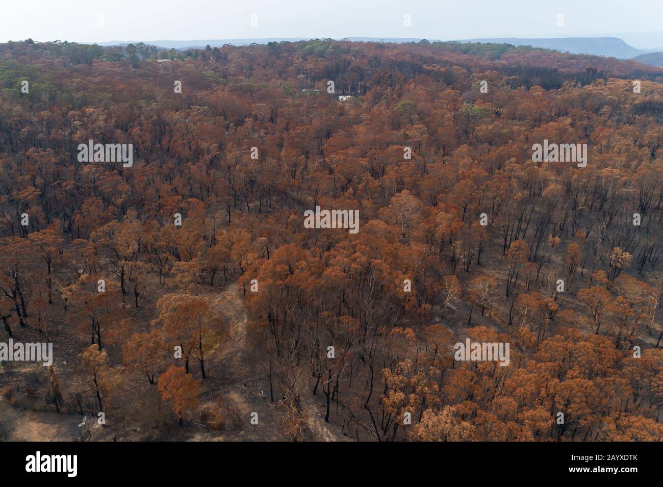 Fire damaged landscape australia hi-res stock photography and images ...