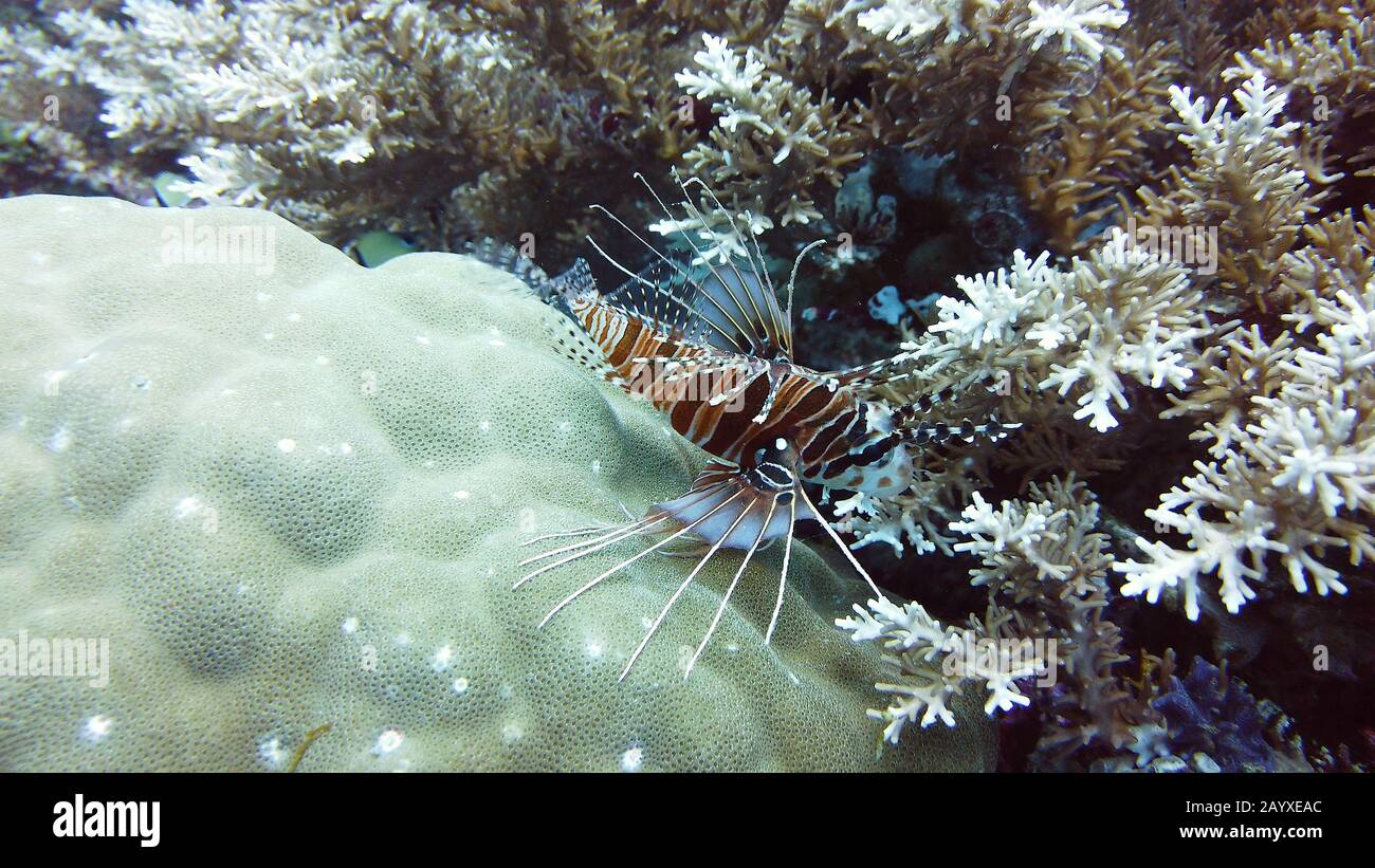 Lionfish and underwater scenery. Tropical reef marine. Colourful ...