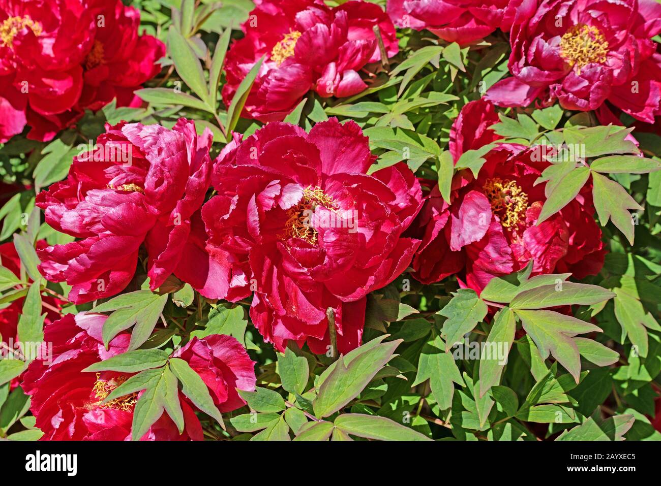 Garden red peonies hi-res stock photography and images - Alamy