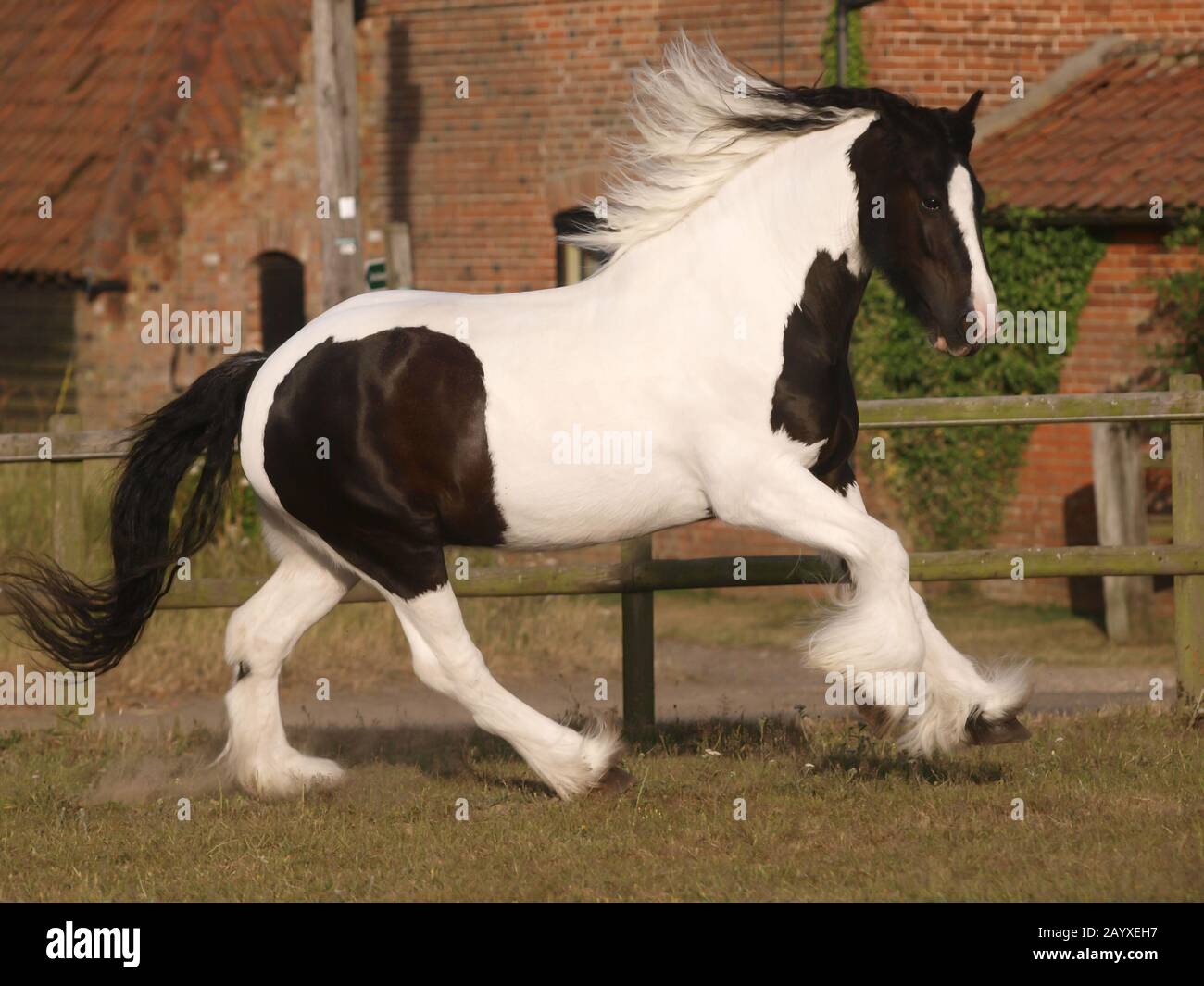 A beautiful piebald gypsy cob canters loose in a paddock Stock Photo ...