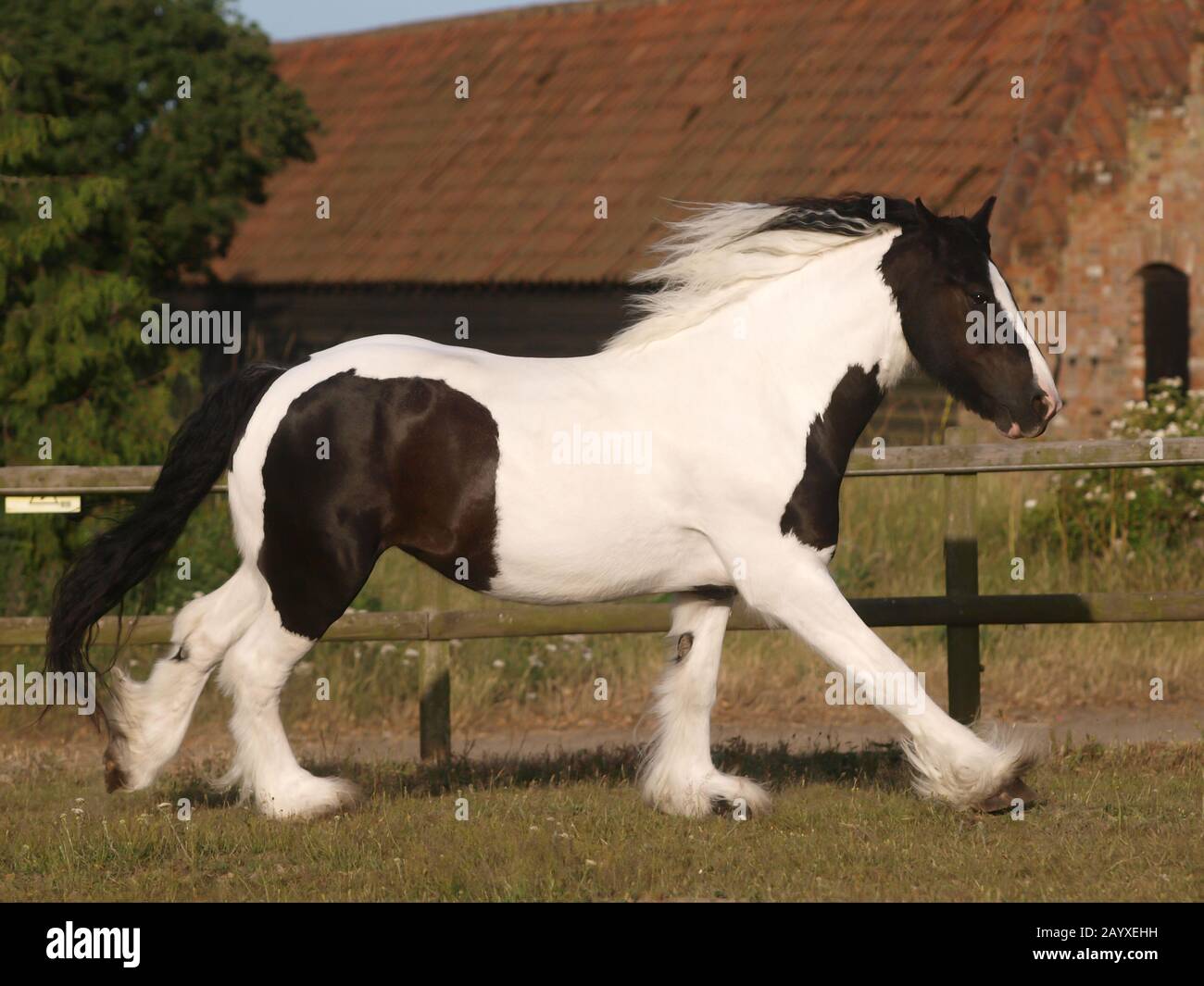 Traditional gypsy cob hi-res stock photography and images - Alamy