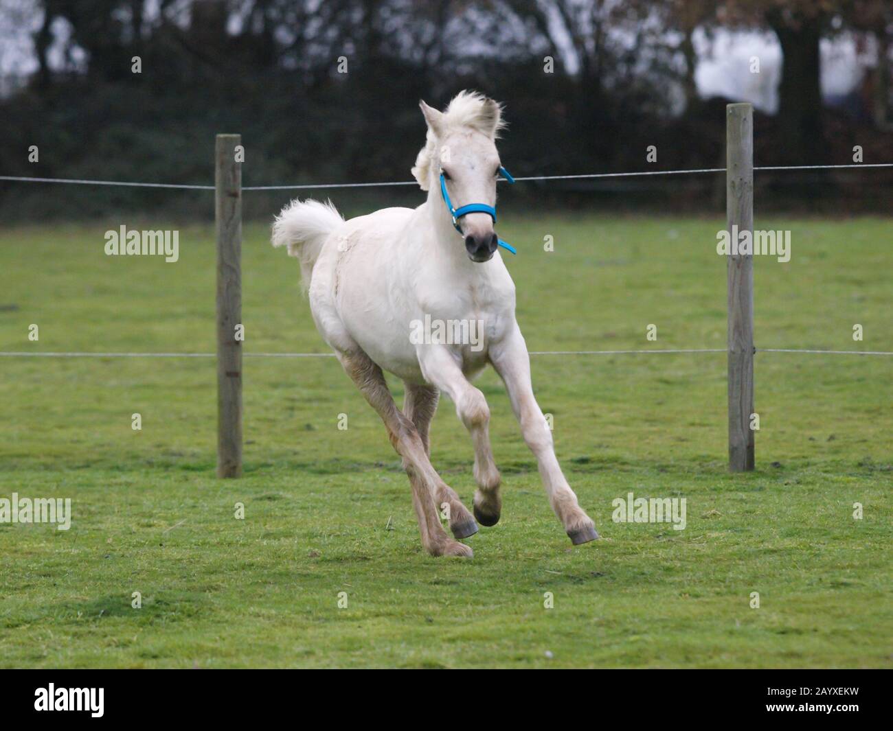 Cute cream hi-res stock photography and images - Alamy