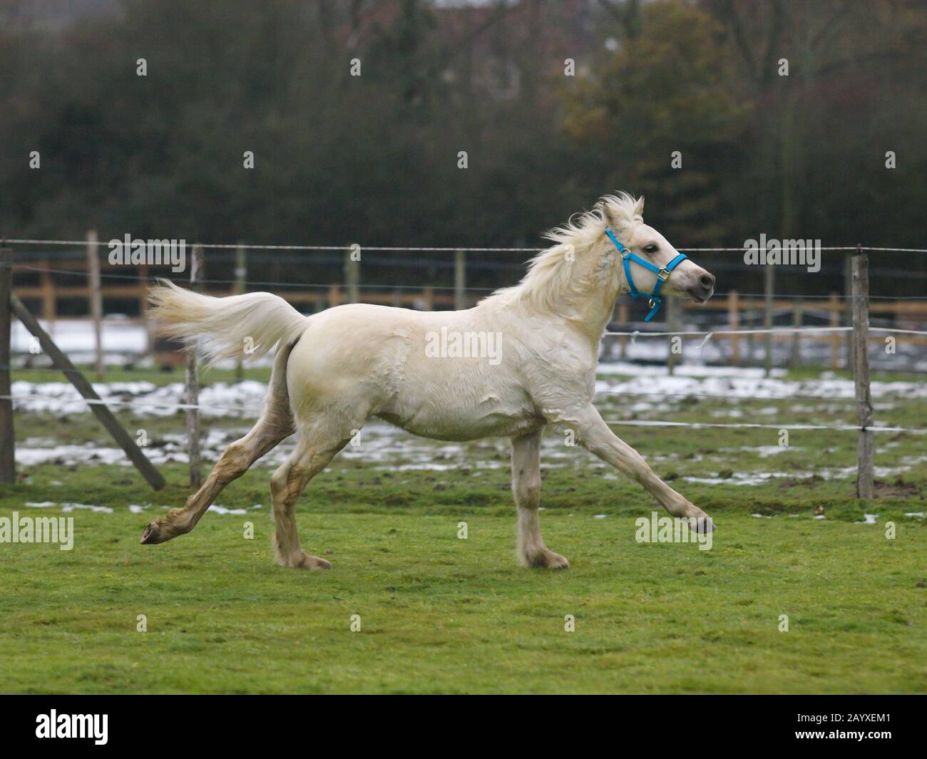 A cute cream coloured Welsh foal lets off steam and plays in a paddock ...
