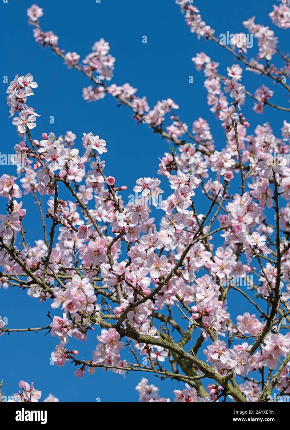Flowering wild plum tree, Prunus cerasifera, in spring Stock Photo - Alamy