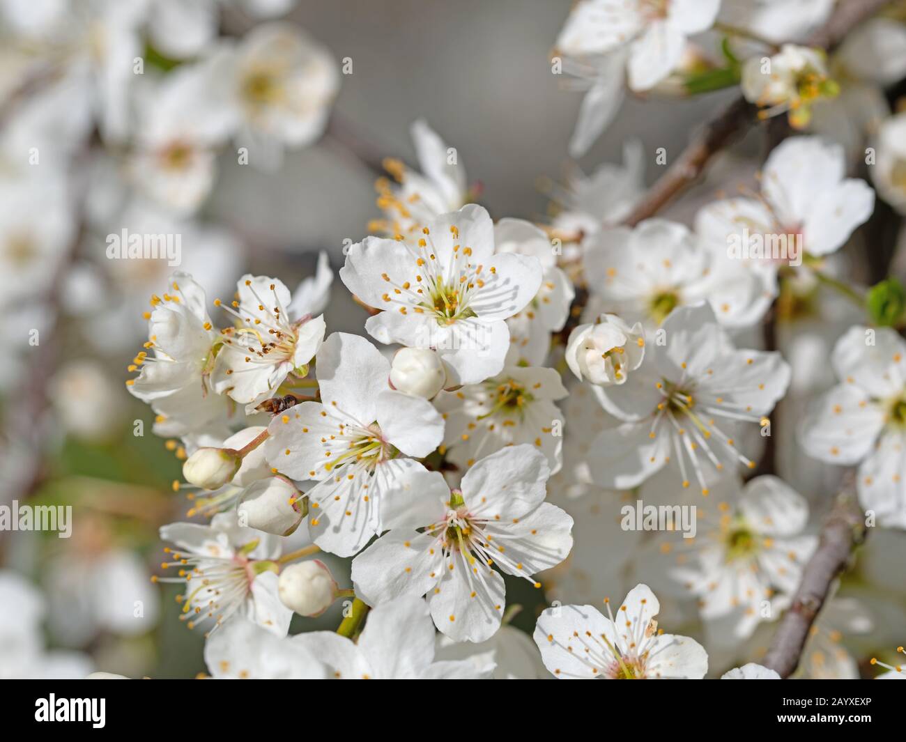 Flowering wild plum tree, Prunus cerasifera, in spring Stock Photo - Alamy