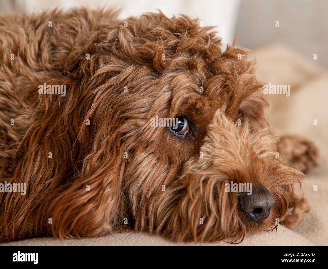 A young red cockapoo lying on a soft bed and watching his owner Stock ...