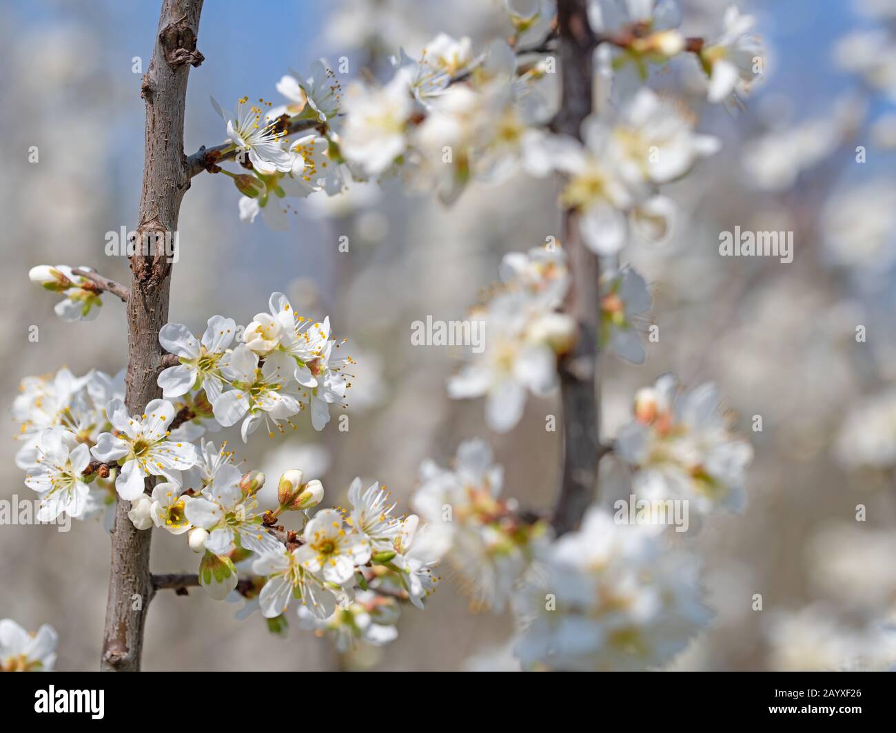 Wild plum tree hi-res stock photography and images - Alamy