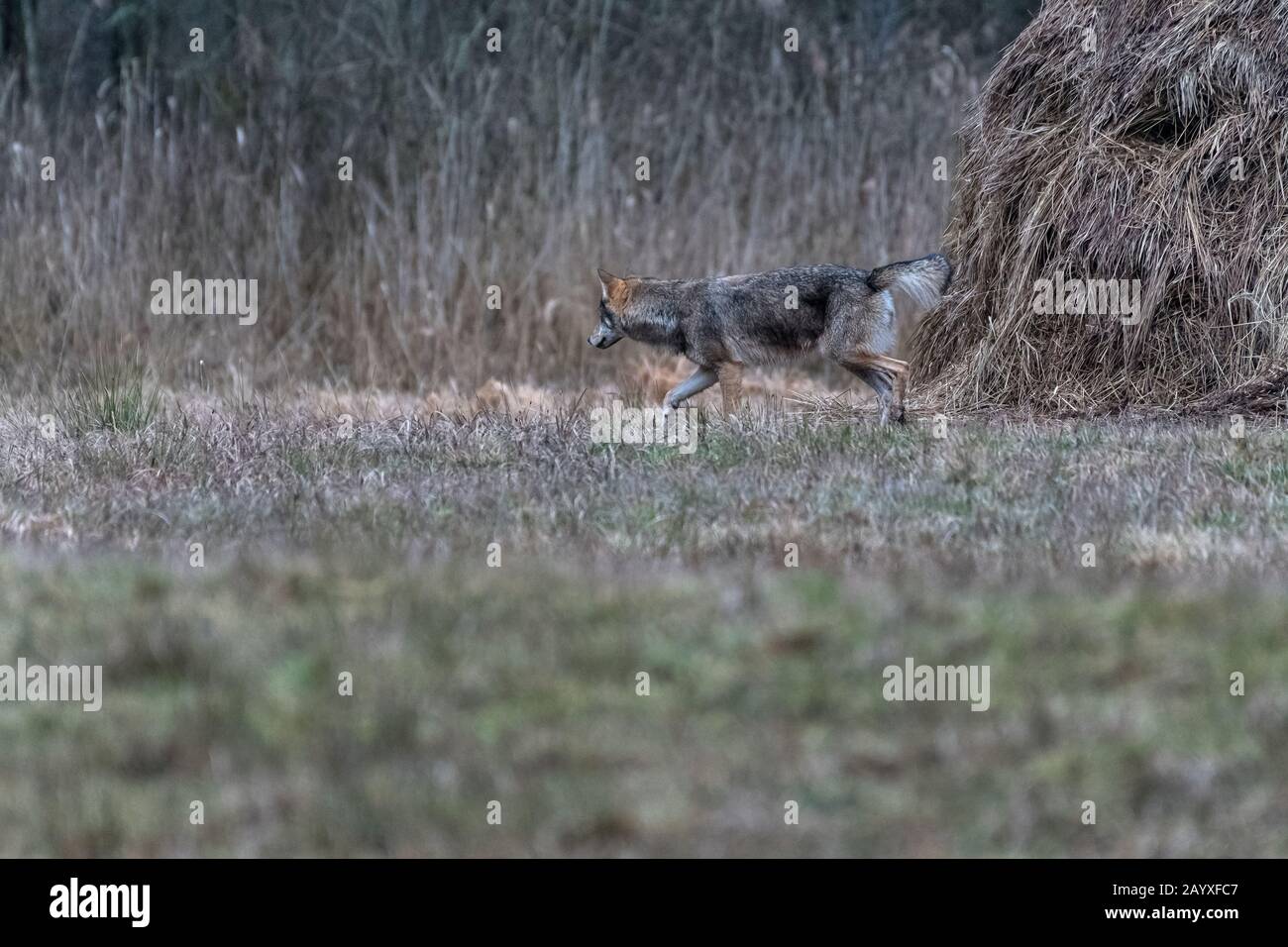 Wolf (Canis lupus). Bialowieza, Poland Stock Photo - Alamy