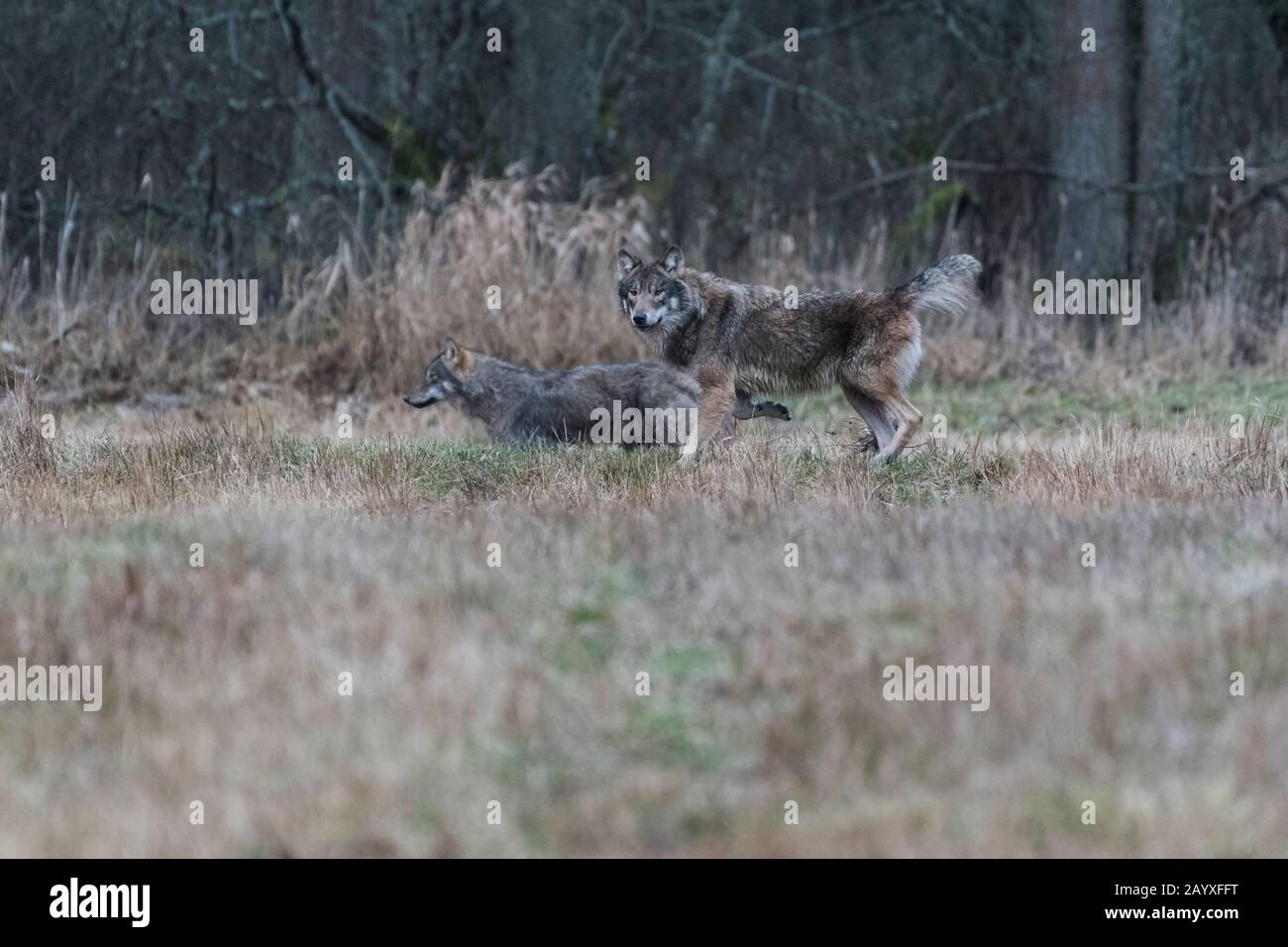 Wolves in poland hi-res stock photography and images - Alamy