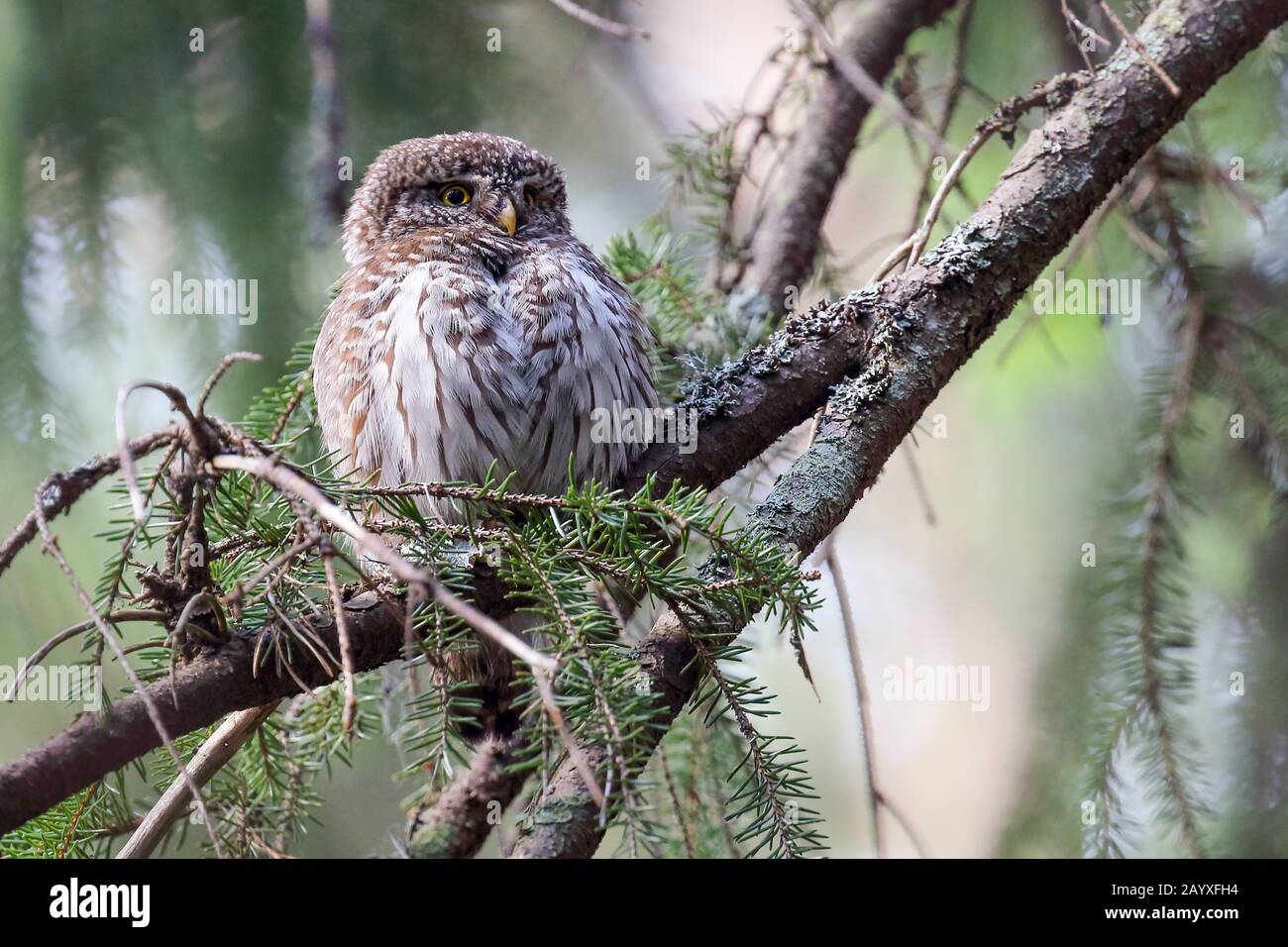 Eurasian Pygmy Owl Stock Photo - Alamy