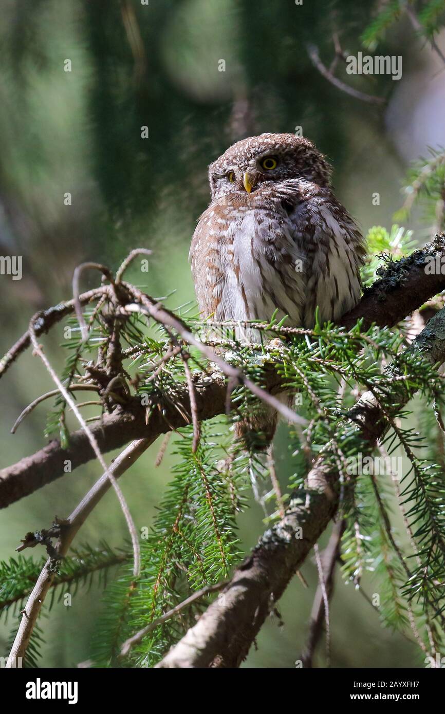 Eurasian Pygmy Owl Stock Photo - Alamy