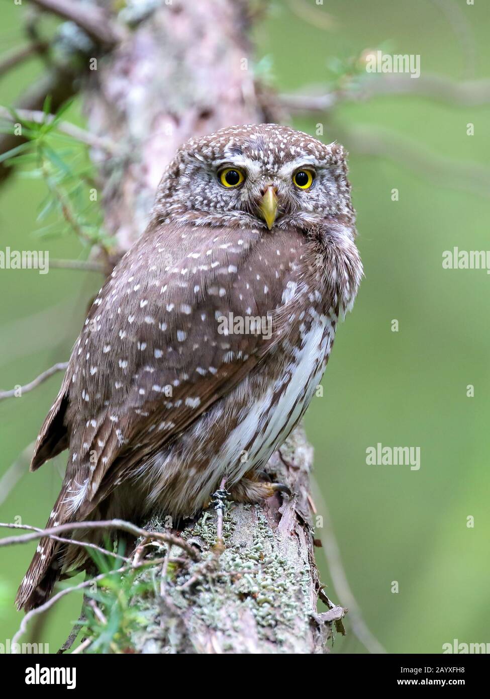 Eurasian Pygmy Owl Stock Photo - Alamy