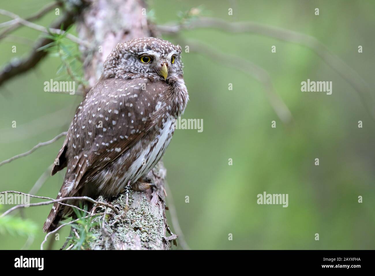 Eurasian pygmy owl winter hi-res stock photography and images - Alamy