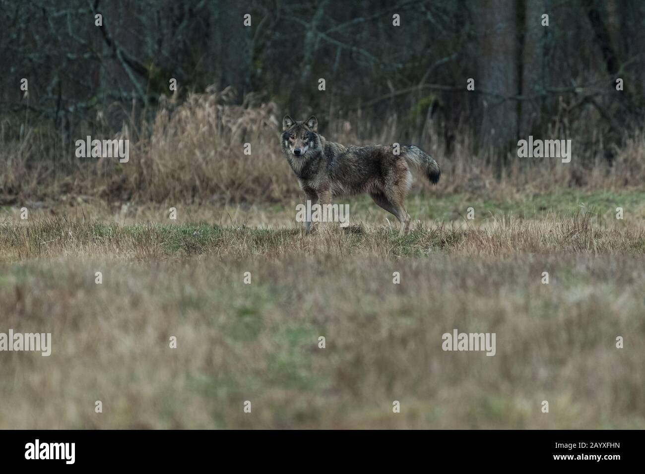 Bialowieza forest wolf hi-res stock photography and images - Alamy