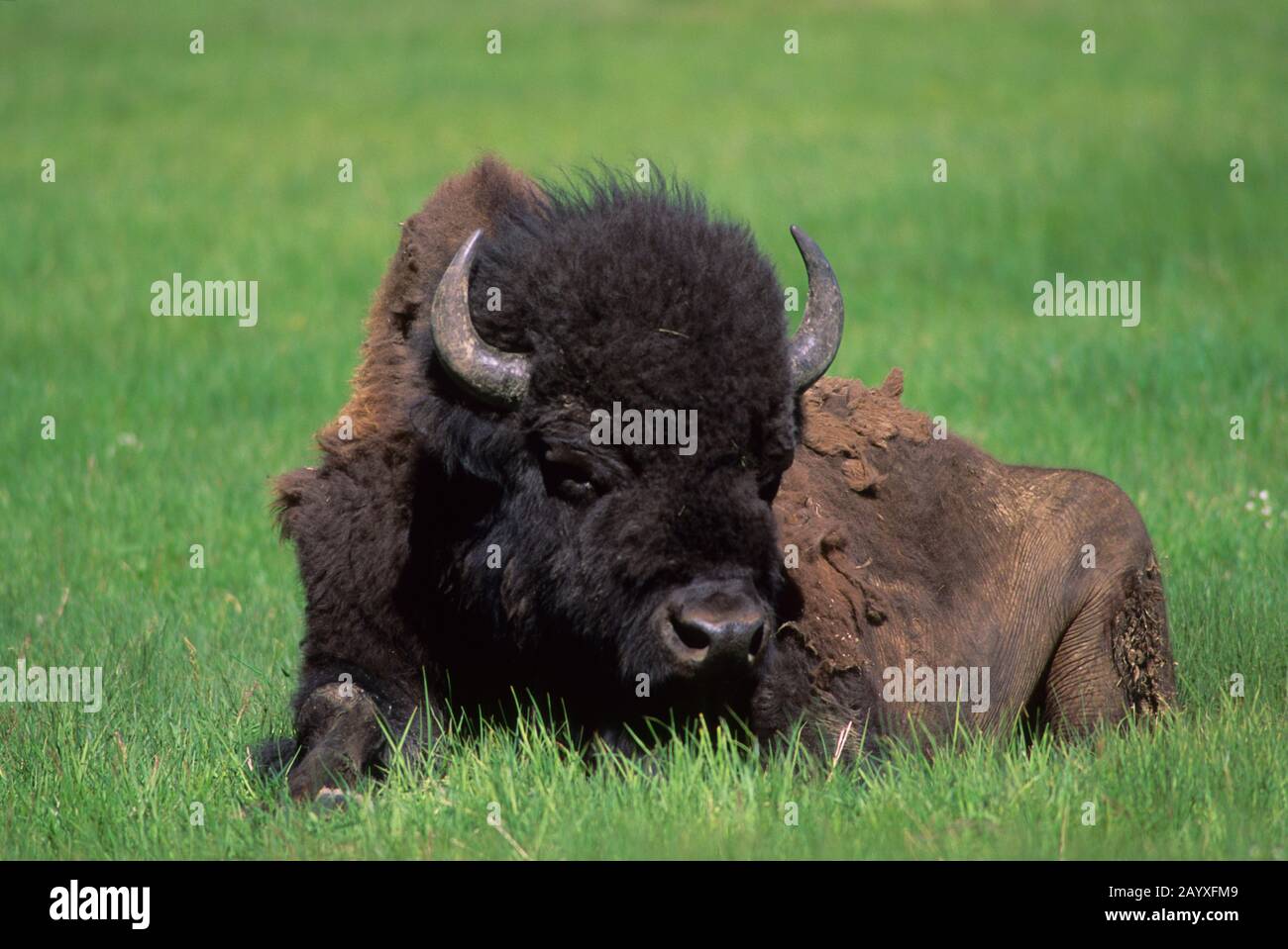 American bison (Bison bison) laying down at the Fountain Flats in ...