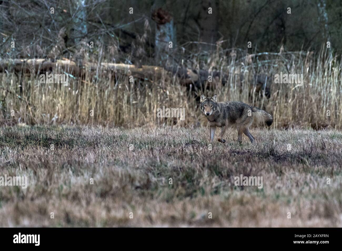 Bialowieza forest wolf hi-res stock photography and images - Alamy