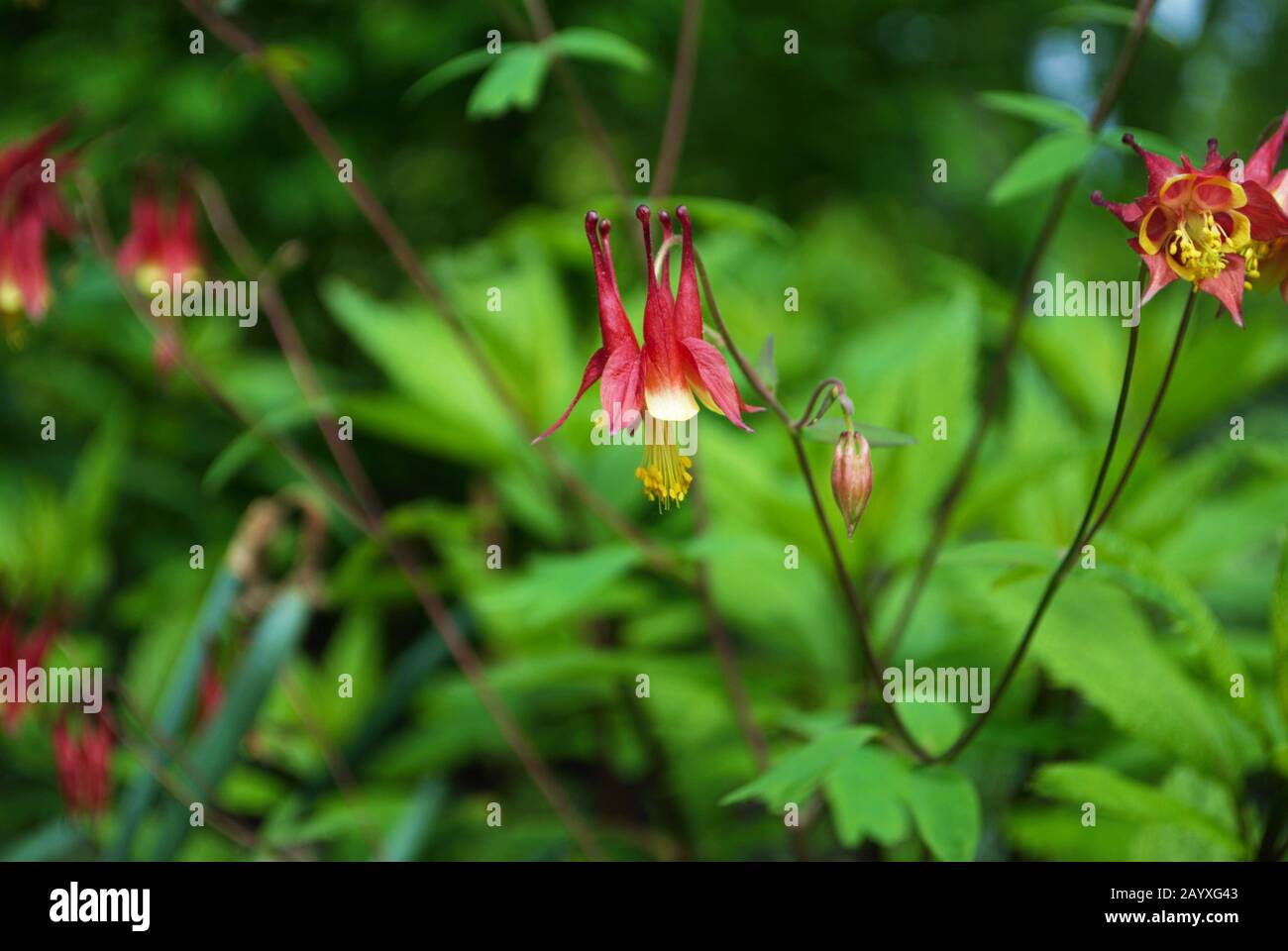 Red columbine aquilegia canadensis hi-res stock photography and images ...