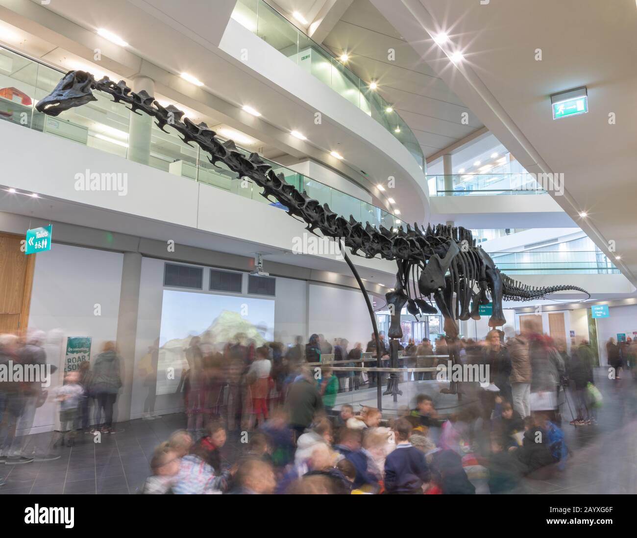 Diplodocus Fossil High Resolution Stock Photography and Images - Alamy