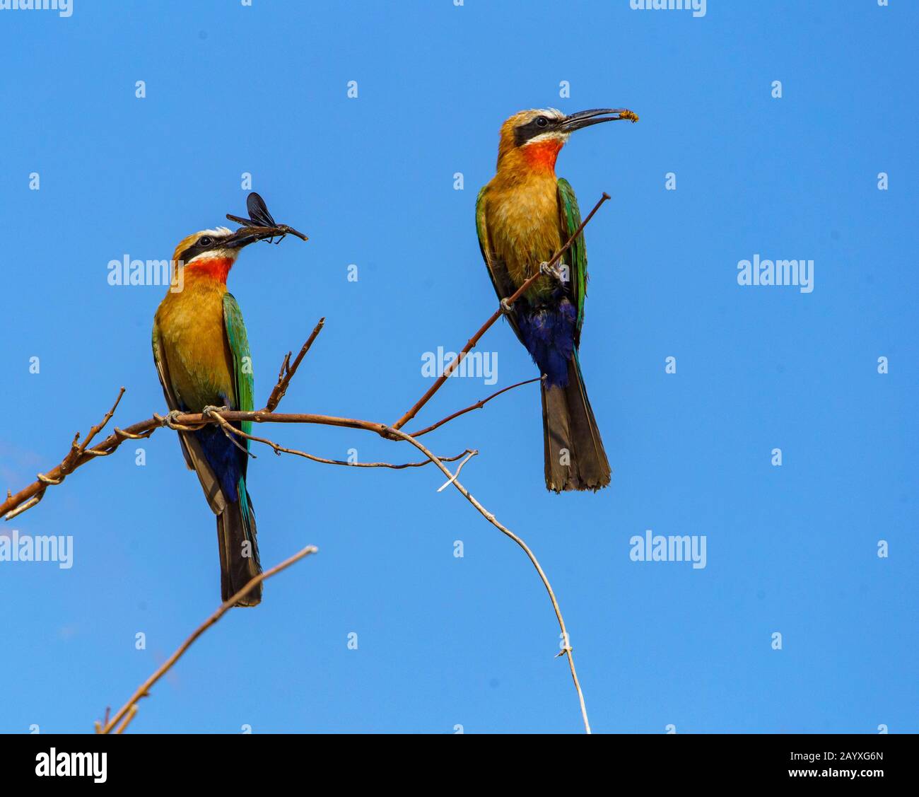 White Fronted Bee Eaters with Prey Stock Photo - Alamy