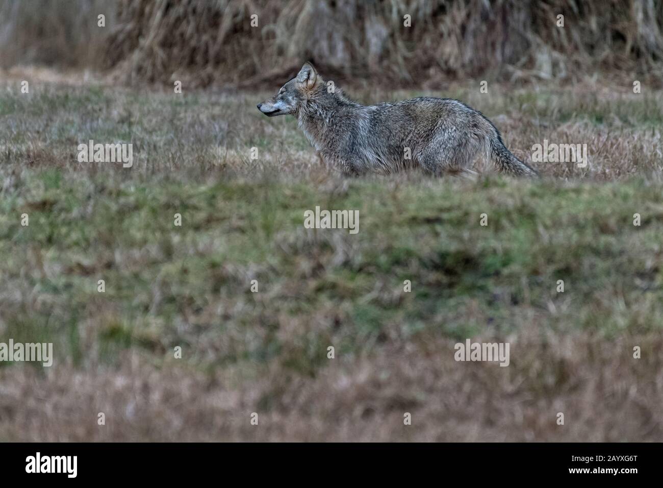 Bialowieza forest wolf hi-res stock photography and images - Alamy