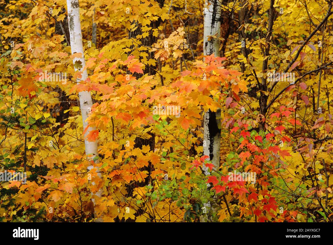 Forest scene in the fall with colorful trees in Mont-Tremblant National ...