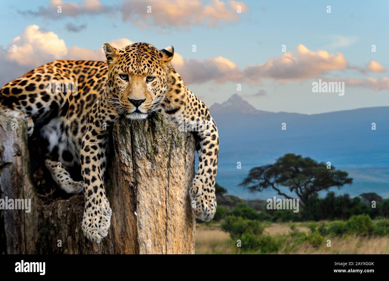 Leopard on the tree against the background of a african landscape Stock ...