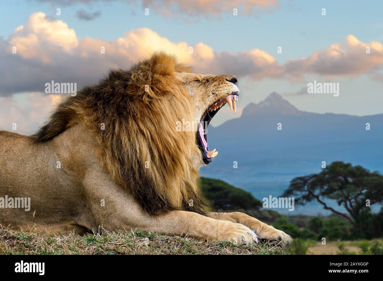 Angry Lion Hd