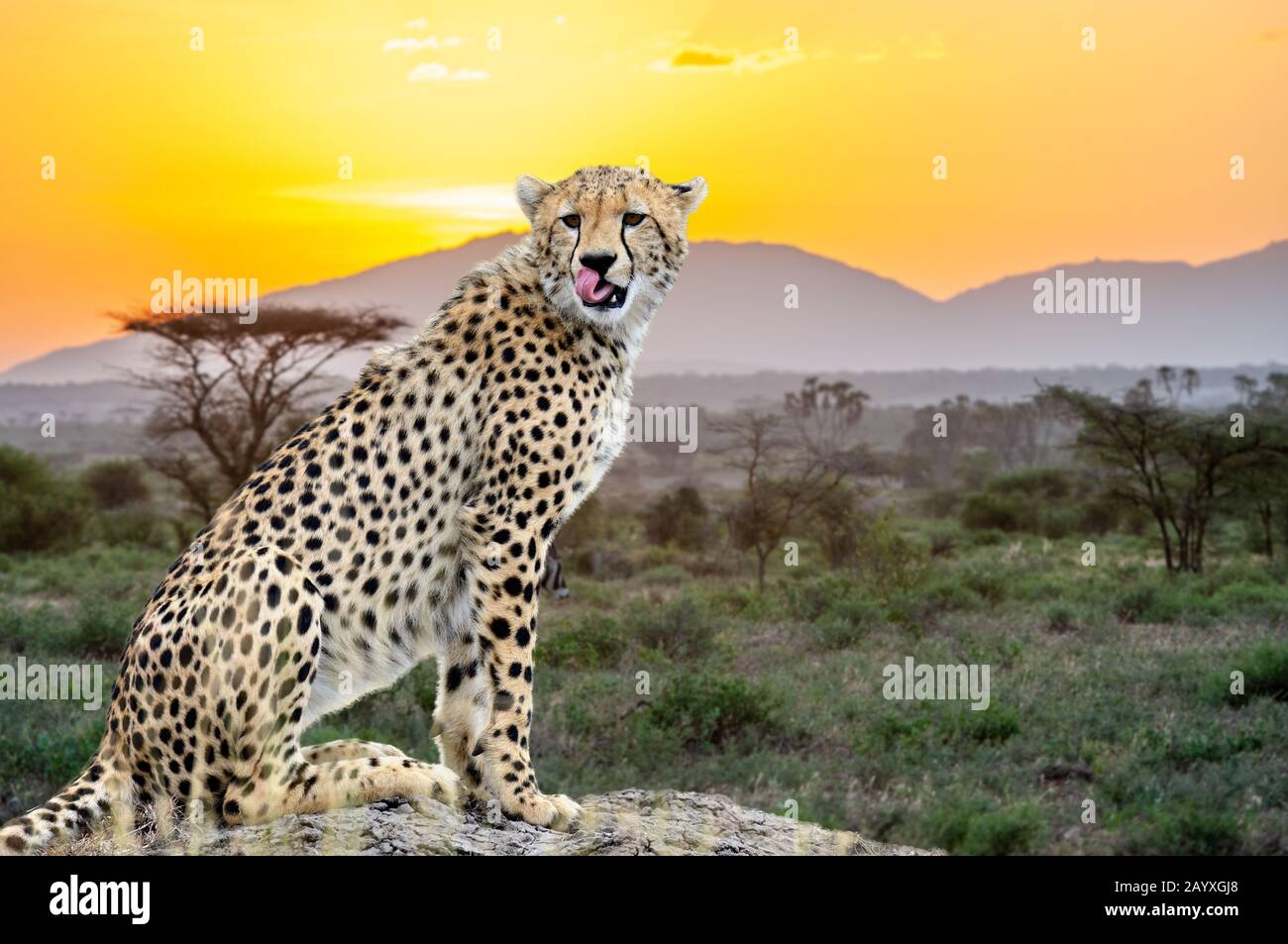 Wild african cheetah, beautiful mammal animal. Africa, Kenya Stock ...