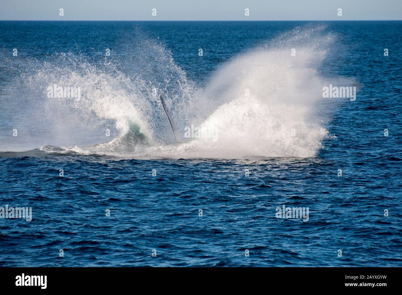 Humpback whale pec fin hi-res stock photography and images - Alamy