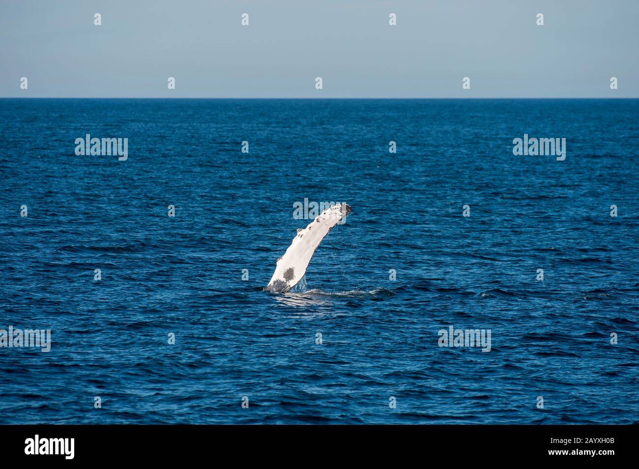 Whale pec slap hi-res stock photography and images - Alamy