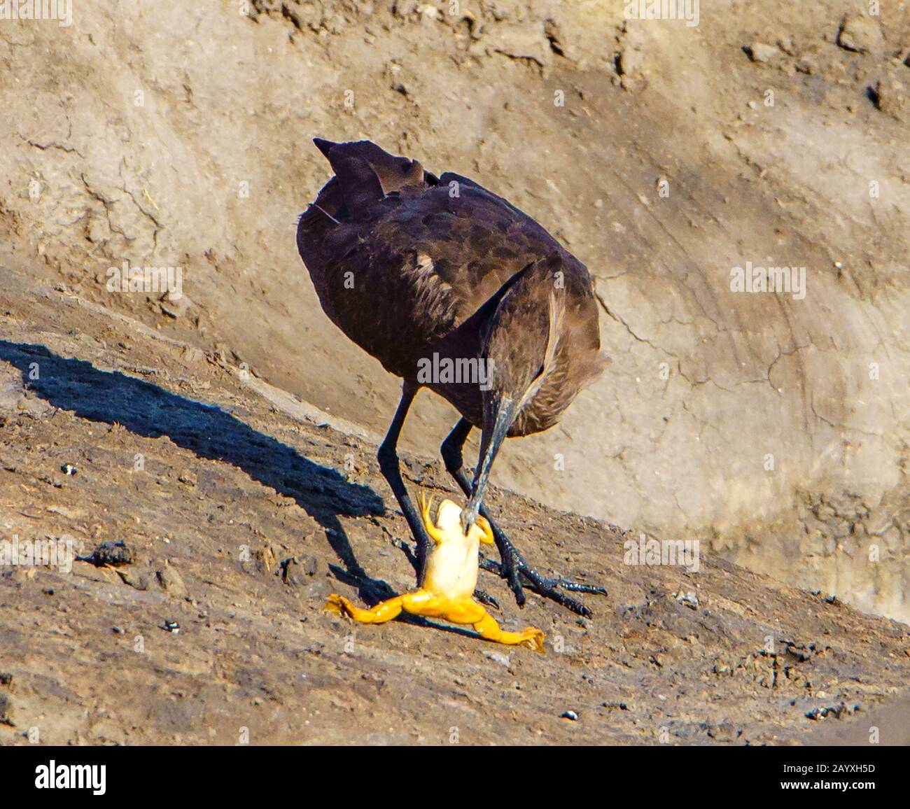 Spike frogs hi-res stock photography and images - Alamy