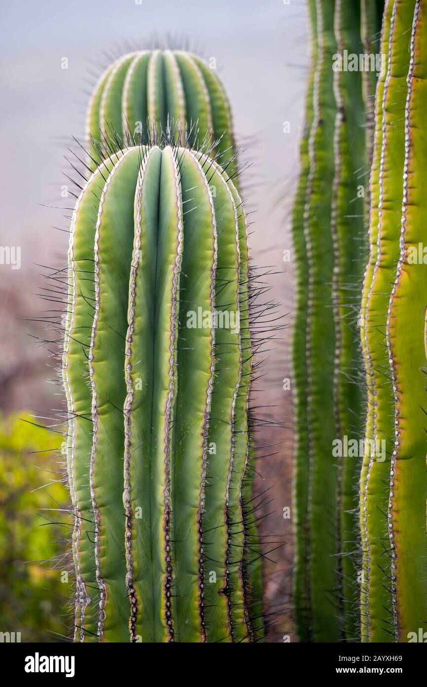 Cardon cacti (Pachycereus pringlei) on the Isla Espiritu Santo in the ...
